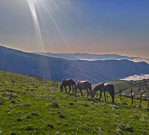 TasteIran- Travel to Iran, Online book local tours and experiences